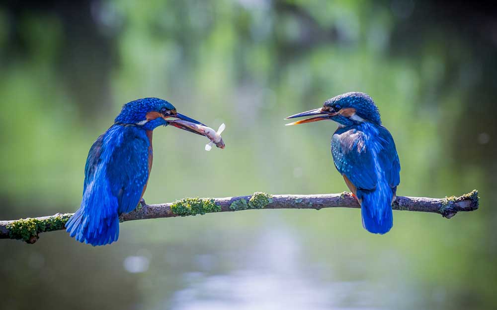 Top 10 Waterway Wildlife Hotspots - Anglo Welsh Ltd